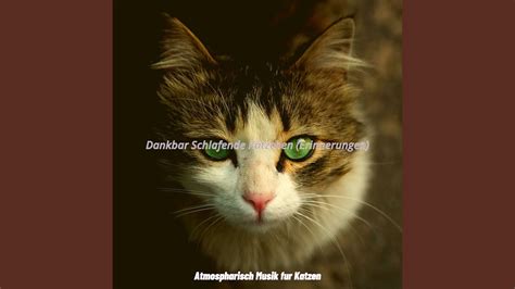 Momente Gebildet Gestresste Katzen Youtube