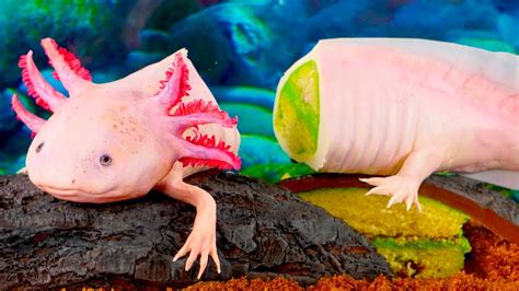Axolotl Tank Keeping Guide Everything You Need To Know 56 OFF