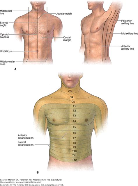 Chapter Anterior Thoracic Wall The Big Picture Gross Anatomy
