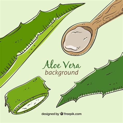 Fondo De Aloe Vera Dibujado A Mano Vector Gratis