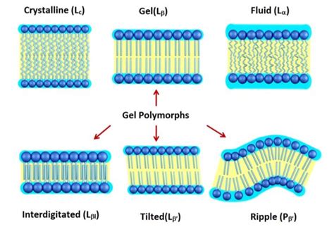 Schematics Of A Lipid Bilayer In Different Phases Fig Is Adapted From