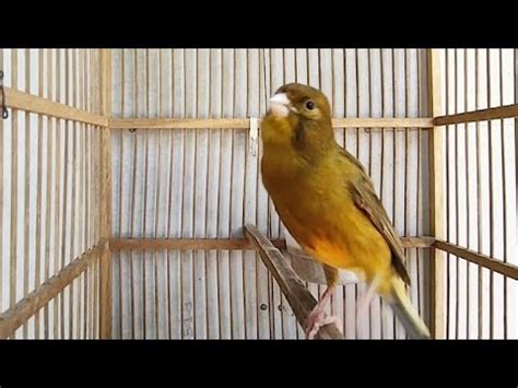 The Best Canary Bird Singing Song I Most Powerful Song Canary Training