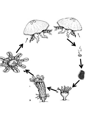 Diagram Of Aurelia Life Cycle Quizlet