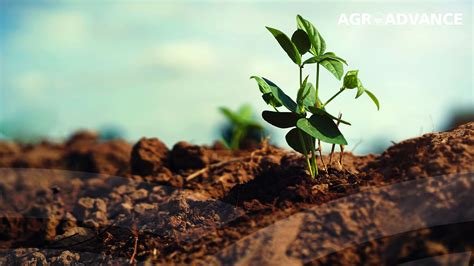 Herbicidas Crit Rios Para Classifica O Agroadvance