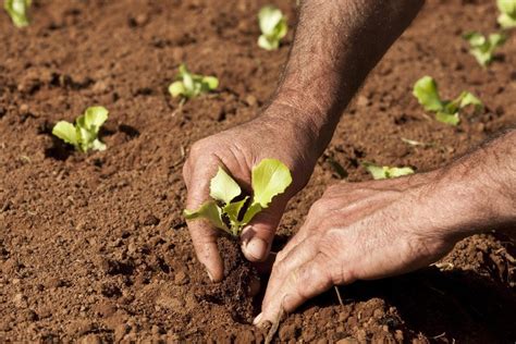 Agricultura familiar terá novo cadastro a partir desta terça feira