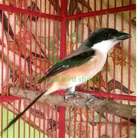Jual Burung Pentet Jatim Jantan Cendet Jatim Bahan Jakarta Timur