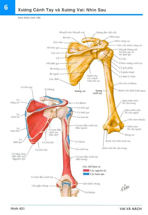 Tìm hiểu hình ảnh giải phẫu xương cánh tay và những yếu tố quan trọng
