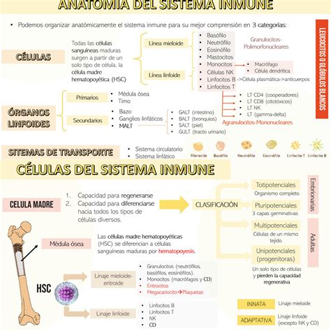 Solution Anatomia Del Sistema Inmune Studypool