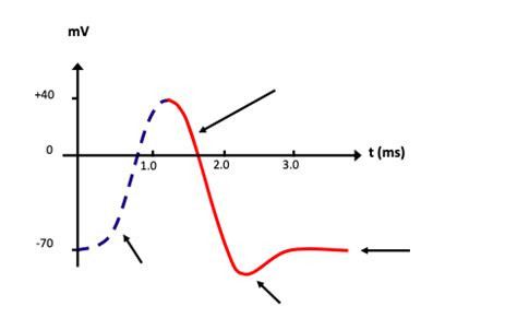 Bio Diagramme Diagram Quizlet
