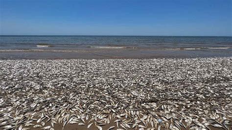 Miles de peces mueren en Texas a causa de un extraño fenómeno en el