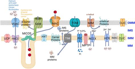 Frontiers Post Translational Modifications And Protein Quality