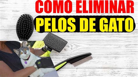 Cómo eliminar los pelos de gato en casa YouTube