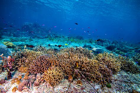 Are We Going To Save The World Coral Reefs Using Reef Restoration