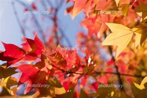 Photolibrary