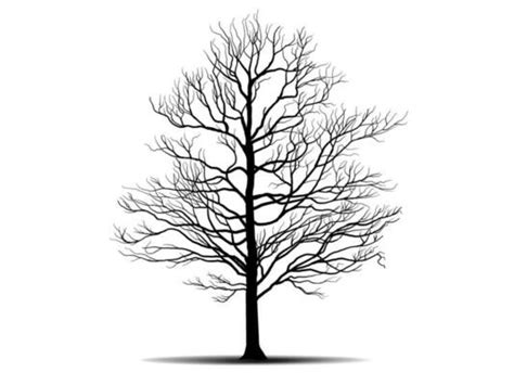 Arbol Sin Hojas Vectores Iconos Gráficos y Fondos para Descargar Gratis