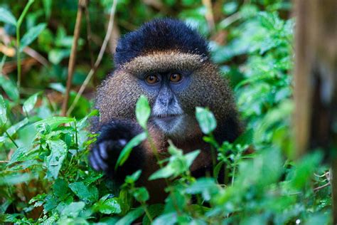 6 Days Rwanda Primate Safari Tour Rwanda Safari Tours