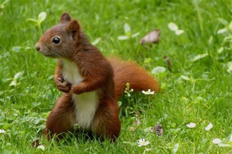 La ardilla Características hábitat qué come alimentación Animal