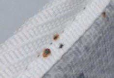 Bed Bug Identification Signs And Pictures