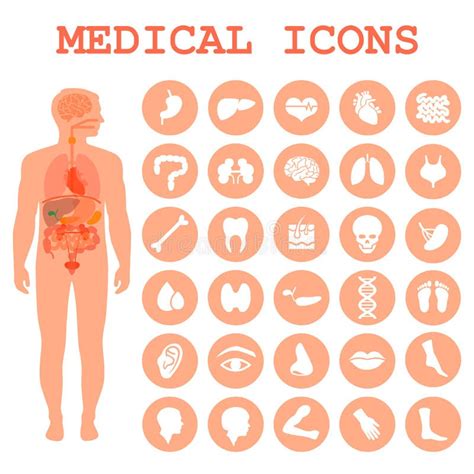 De Anatomie Van Het Menselijke Hersenen Zijaanzicht Vector Illustratie