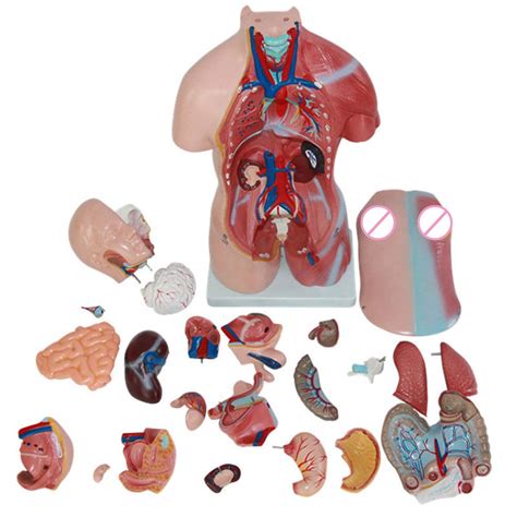 Buy Anatomy Model Human Body 4D Body Anatomy Model Anatomical