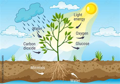 Photosynthesis As A Process Of Tree Produce Oxygen Using Rain And Sun
