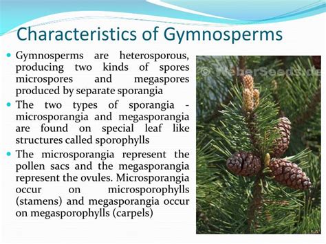 Ppt Gymnosperms General Characteristics Powerpoint Presentation Id