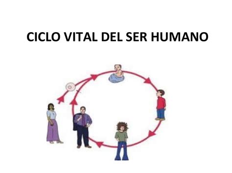 Ciclo De La Vida Del Ser Humano