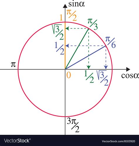 Trigonometric Unit Circle Royalty Free Vector Image
