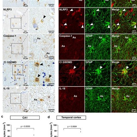 Cleaved GSDMD Positive Neurons Exhibit Caspase 4 But Not Caspase 8 Or
