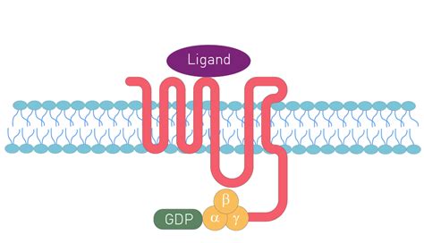 G Protein Coupled Receptors GPCRs BMG LABTECH