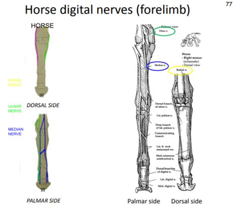 Equine Nerves Of The Thoracic Forelimb Nerve Blocks Flashcards Quizlet