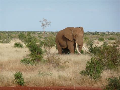 Elefant Afrika Kenia Kostenloses Foto Auf Pixabay Pixabay