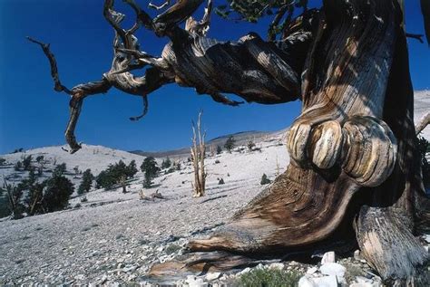 Pin By Frieda Hoppen On Nature Amazing Trees Nature Tree Of Life