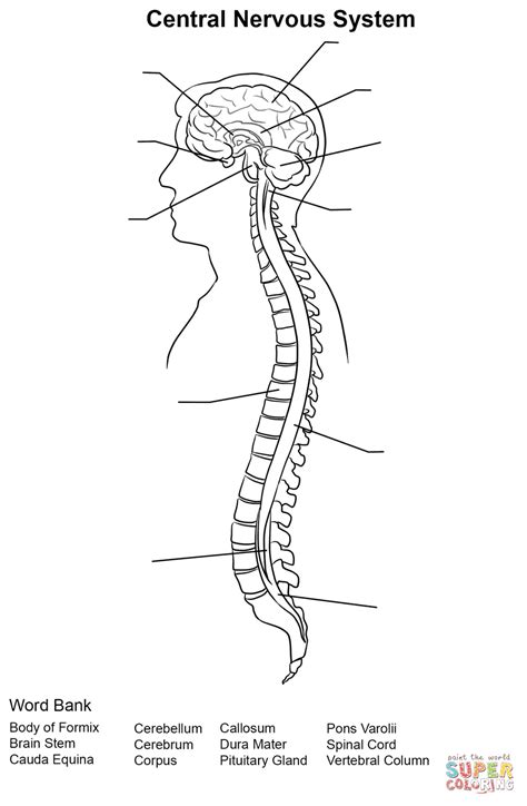Dibujo De Ejercicio Sistema Nervioso Central Para Colorear Dibujos