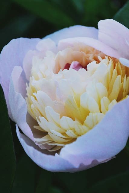 Peony Flower Plant Free Photo On Pixabay Pixabay