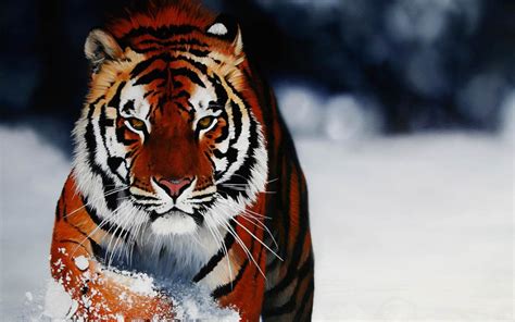 Tiger In Snow Wallpaper Hd