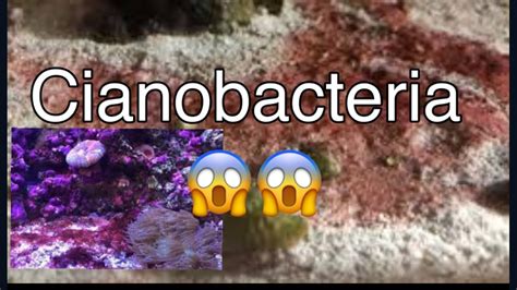 Cianobacteria Que Es Como Aparece Y Como Controlarla YouTube