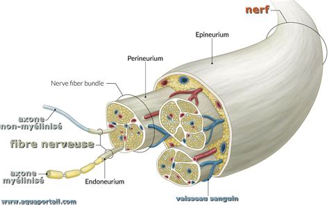 Fibre nerveuse définition et explications