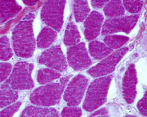 Tongue Skeletal Muscle Fibres Light Micrograph Stock Image C