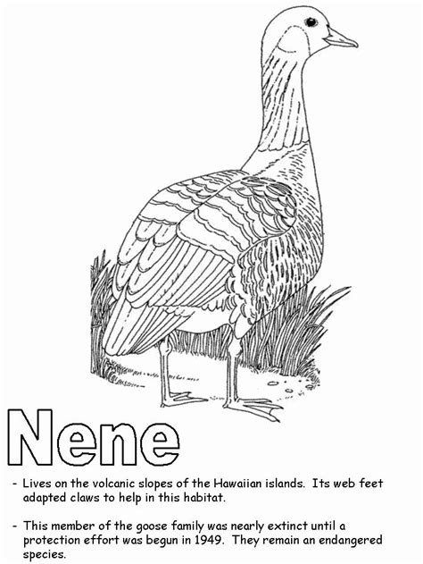 Nene Coloring Page Bird Coloring Pages State Birds Coloring Pages