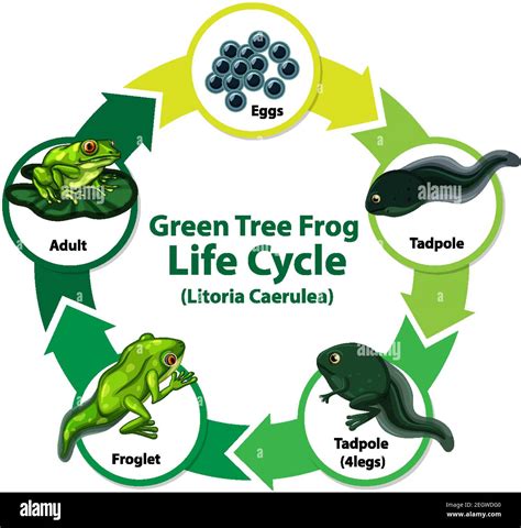 Diagrama que muestra el ciclo de vida de la ilustración de Frog Imagen