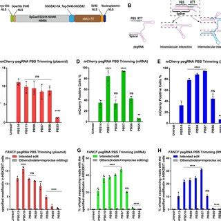 Cold Shock Enhances Prime Editing Rates In Human Cells A C