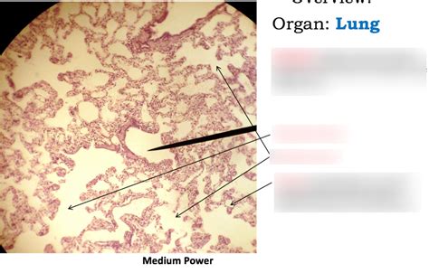 Lung Histology Diagram Quizlet