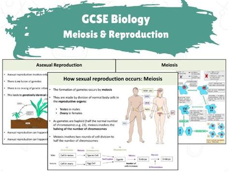 GCSE Biology Meiosis Reproduction Teaching Resources