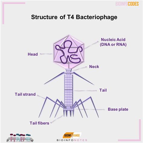 T4 Bacteriophage Guaranteed Quality Gbu Presnenskij Ru