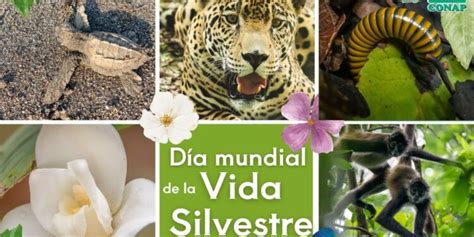 Día Mundial de la Vida Silvestre Conap hace llamado a cuidar el medio