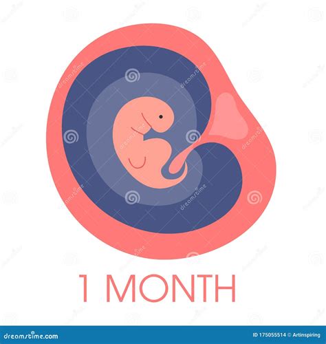Embryo Month Stage Growth Pregnancy Fetal Development Vector Flat