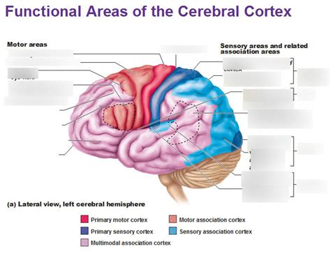 Function Areas Of The Cerebral Cortex Diagram Quizlet
