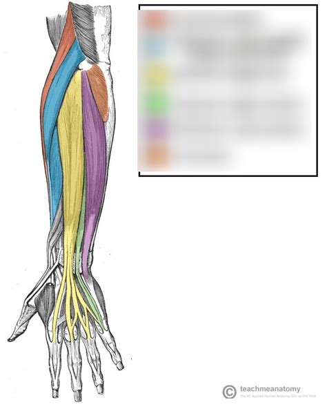 Forearm Posterior Compartment Superficial Diagram Quizlet