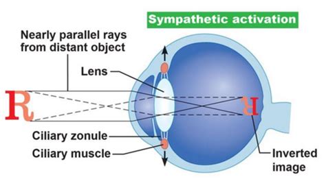Special Senses Eye Flashcards Quizlet
